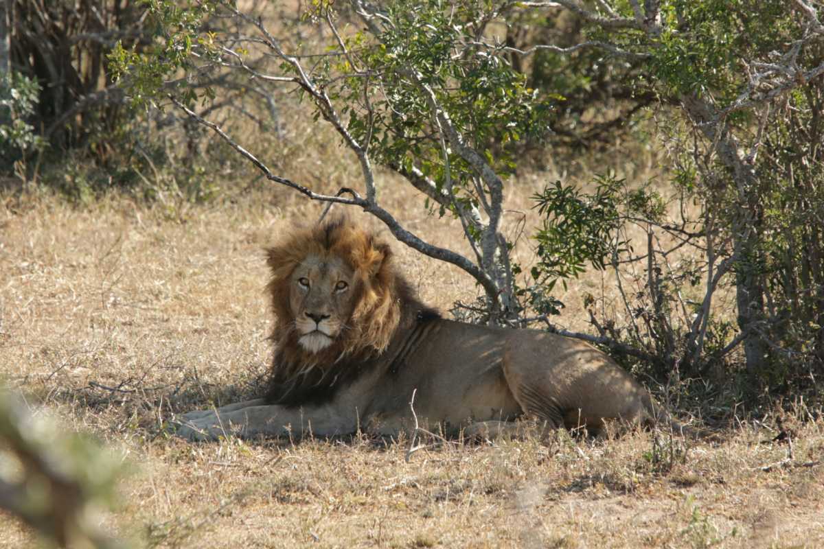 Mkuze Tented Camp - Garry Kelly Safaris